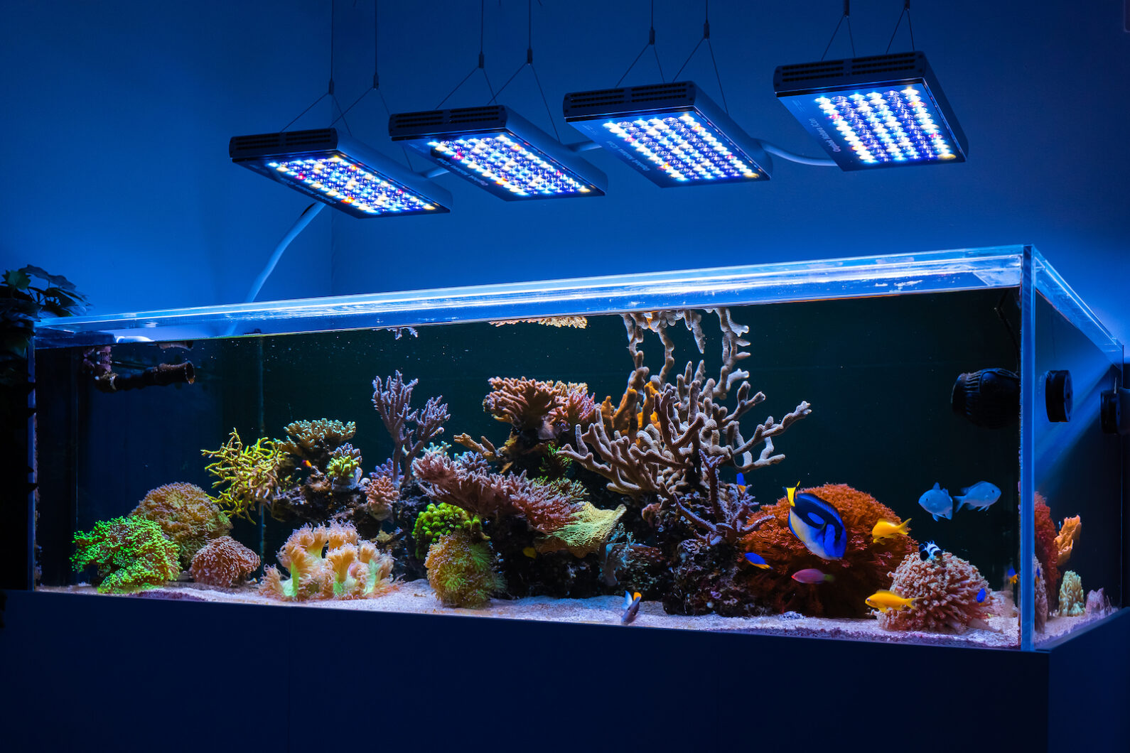 Reef Aquarium LED Light Photos Gallery Orphek