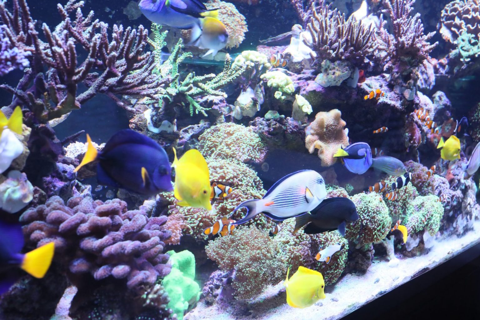 Beautiful Brazilian Tank with Atlantik V4 •Orphek