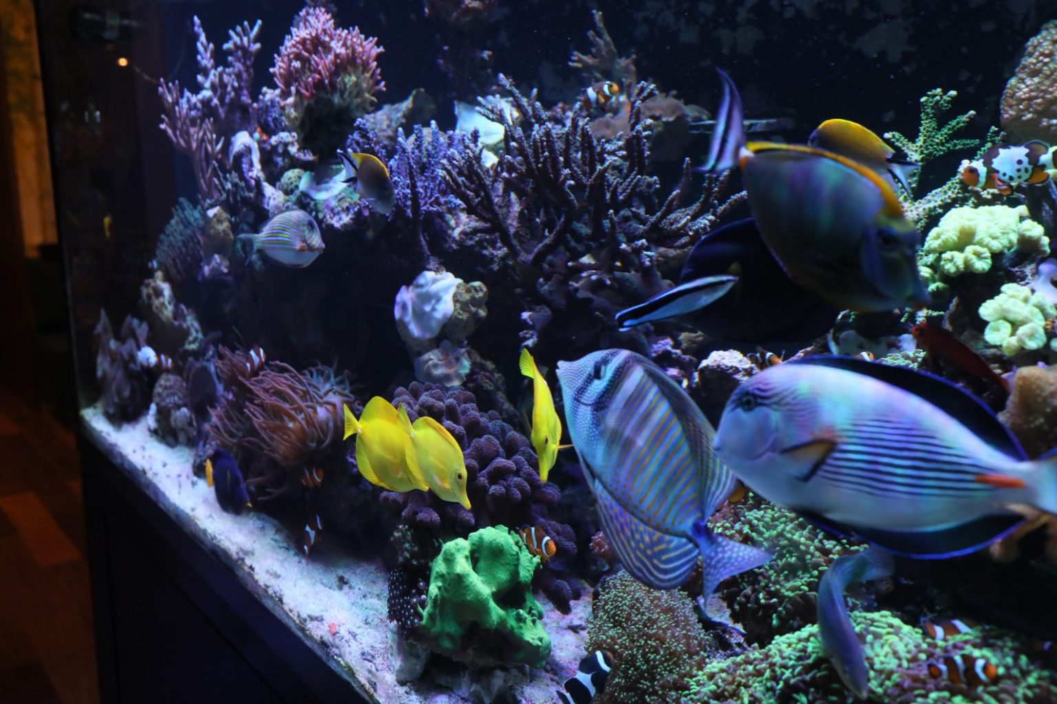 Beautiful Brazilian Tank with Atlantik V4 •Orphek