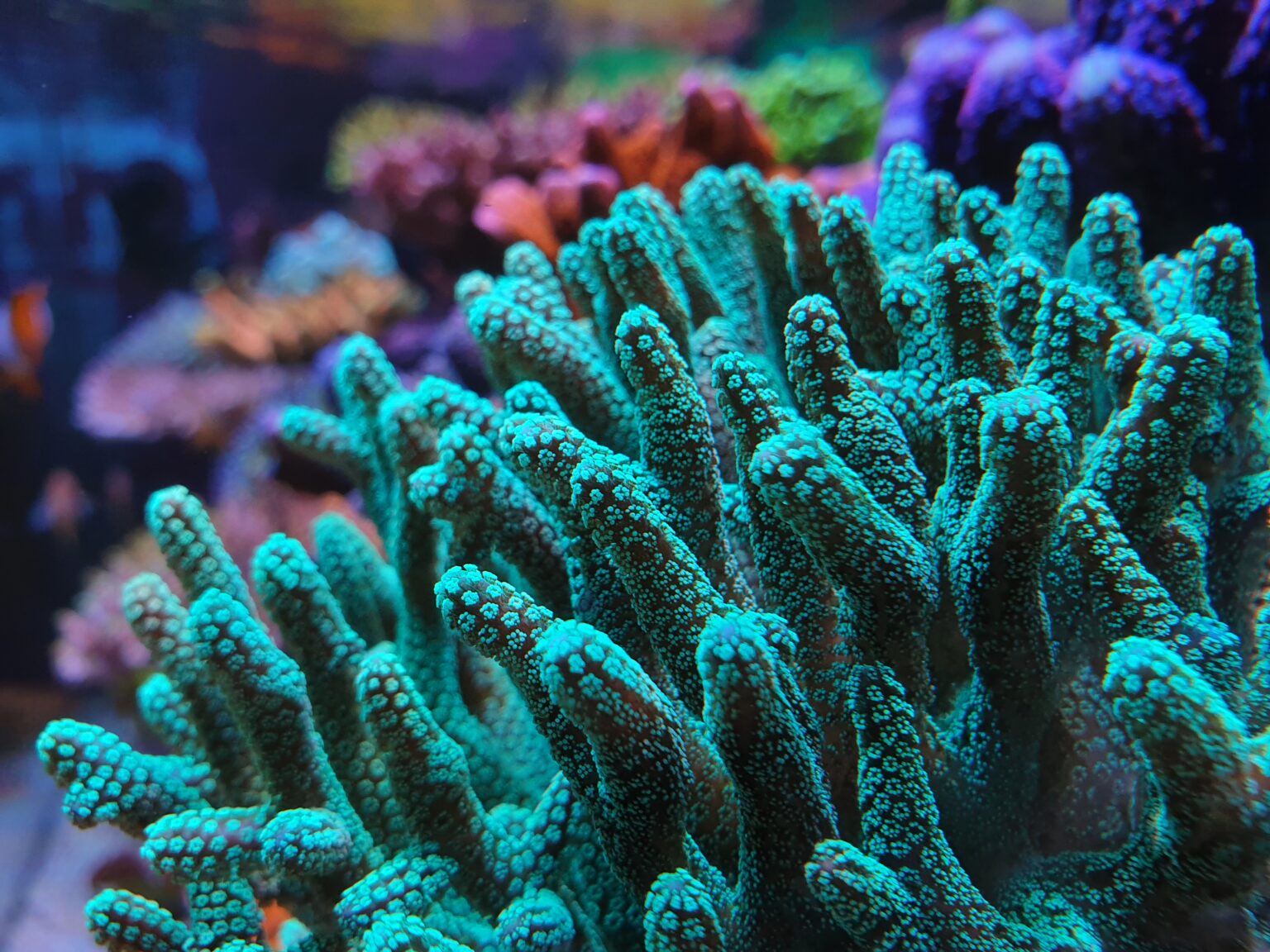 Amazing 110 gallon SPS dominated reef aquarium lighted by Atlantik V4 ...