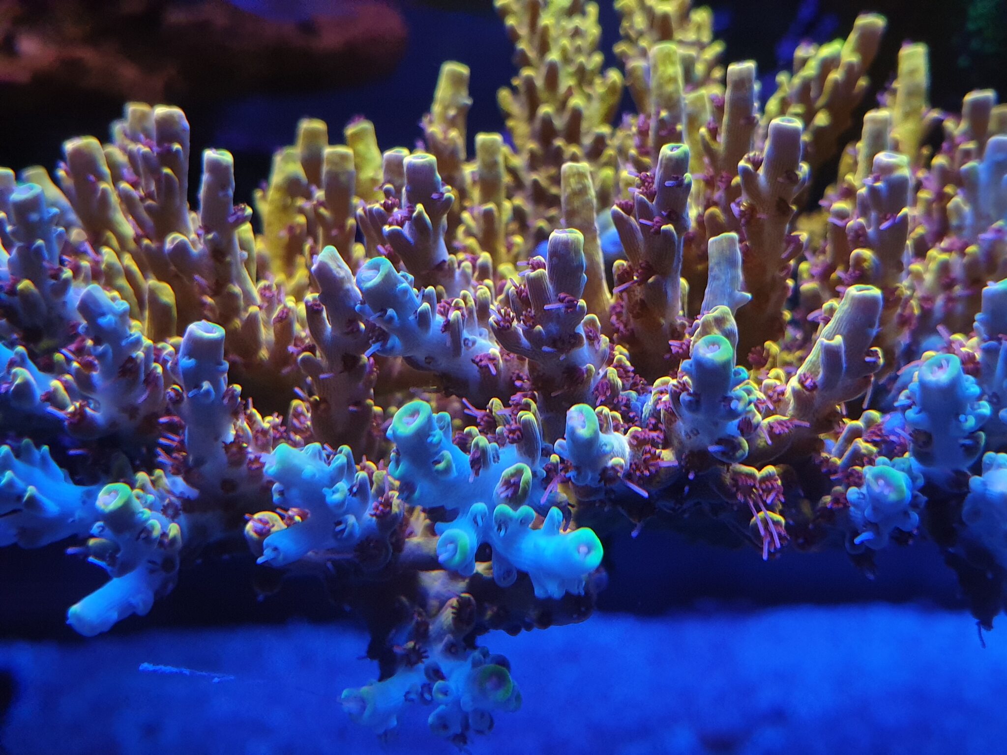 Amazing 110 gallon SPS dominated reef aquarium lighted by Atlantik V4 ...
