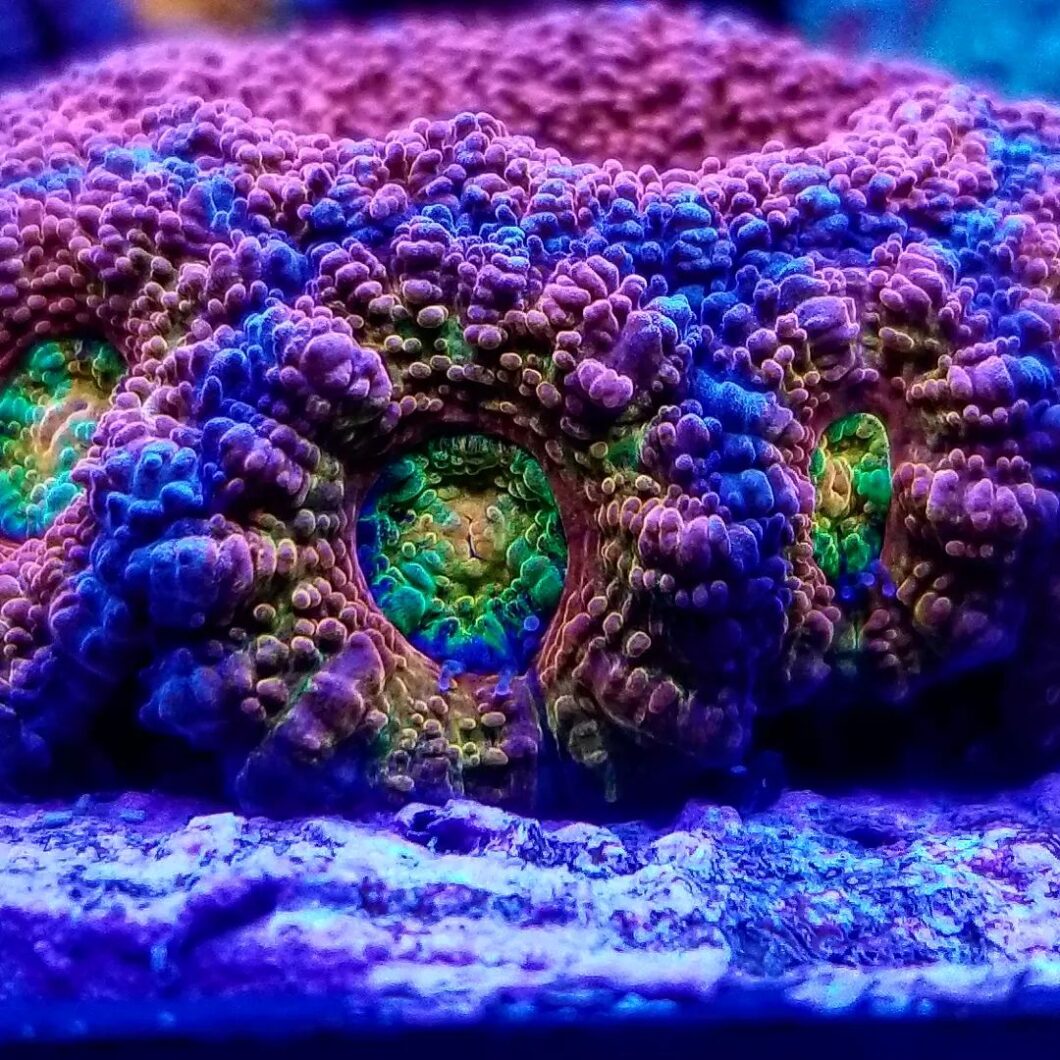 The Best Coral Lens Filter now at 15% - 20% off •Orphek