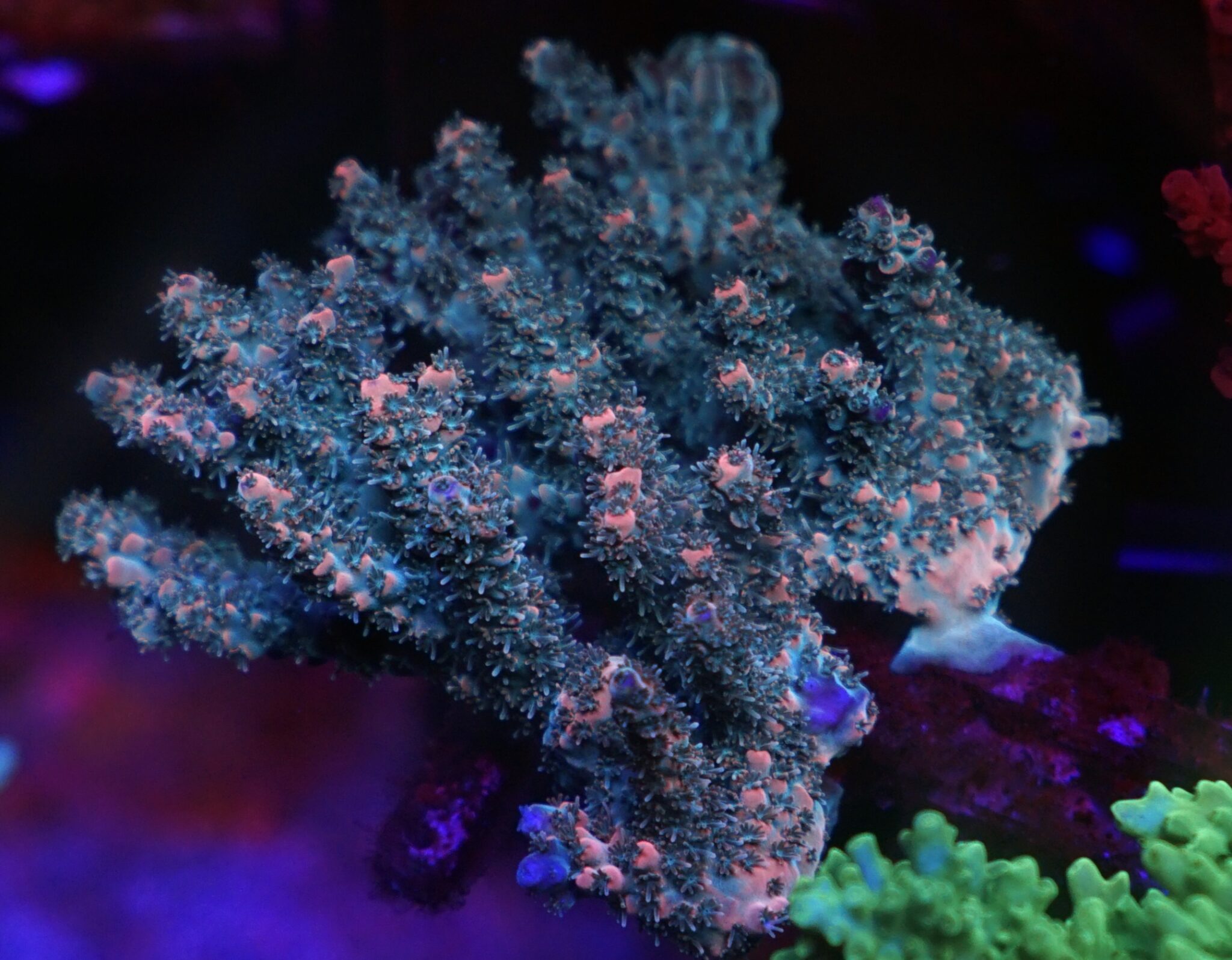 Amazing Korean Reef Tank Under Atlantik iCon and OR3 LED Lighting