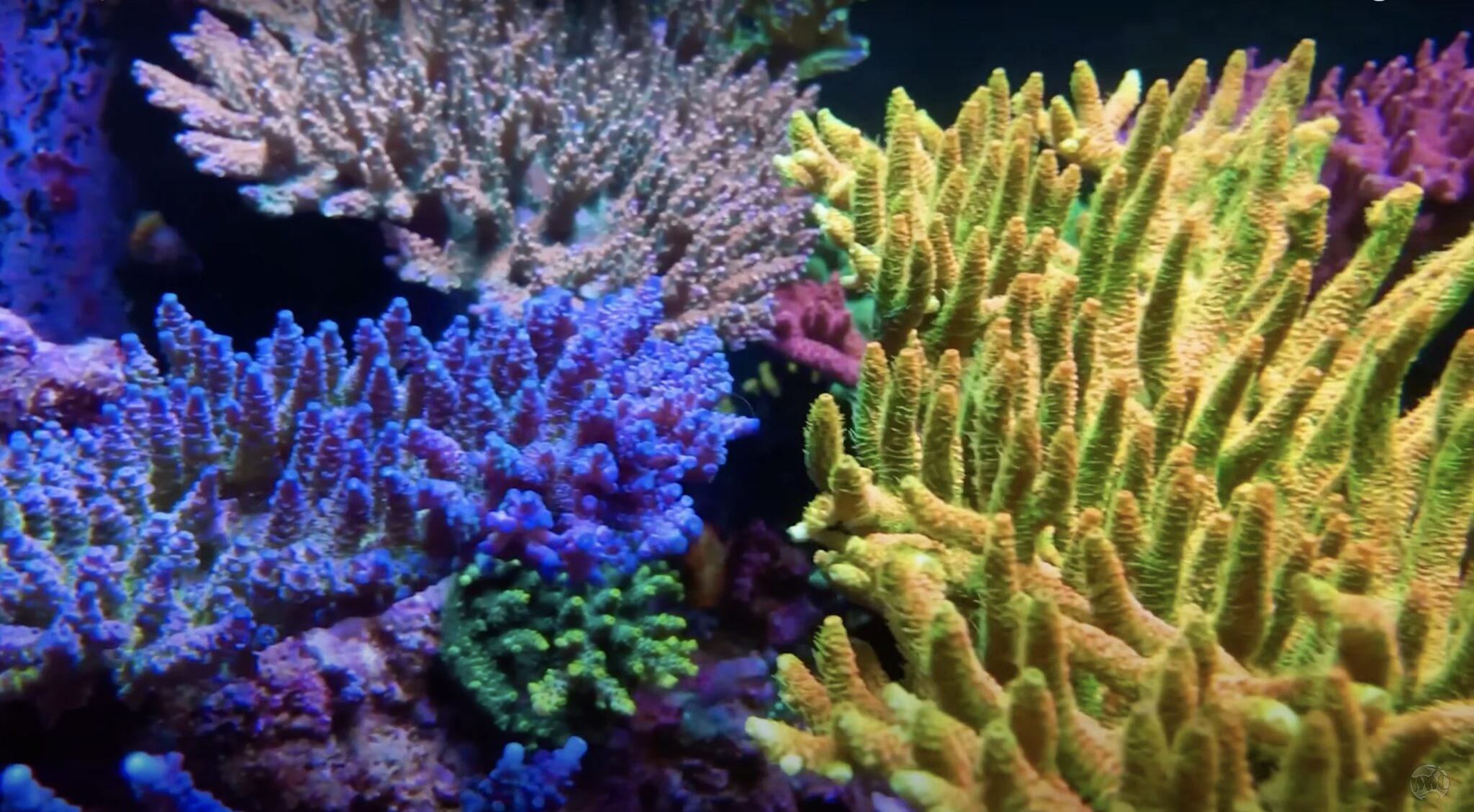 Atlantik iCon: Exploring a spectacular USA 400 gallon SPS dominated ...