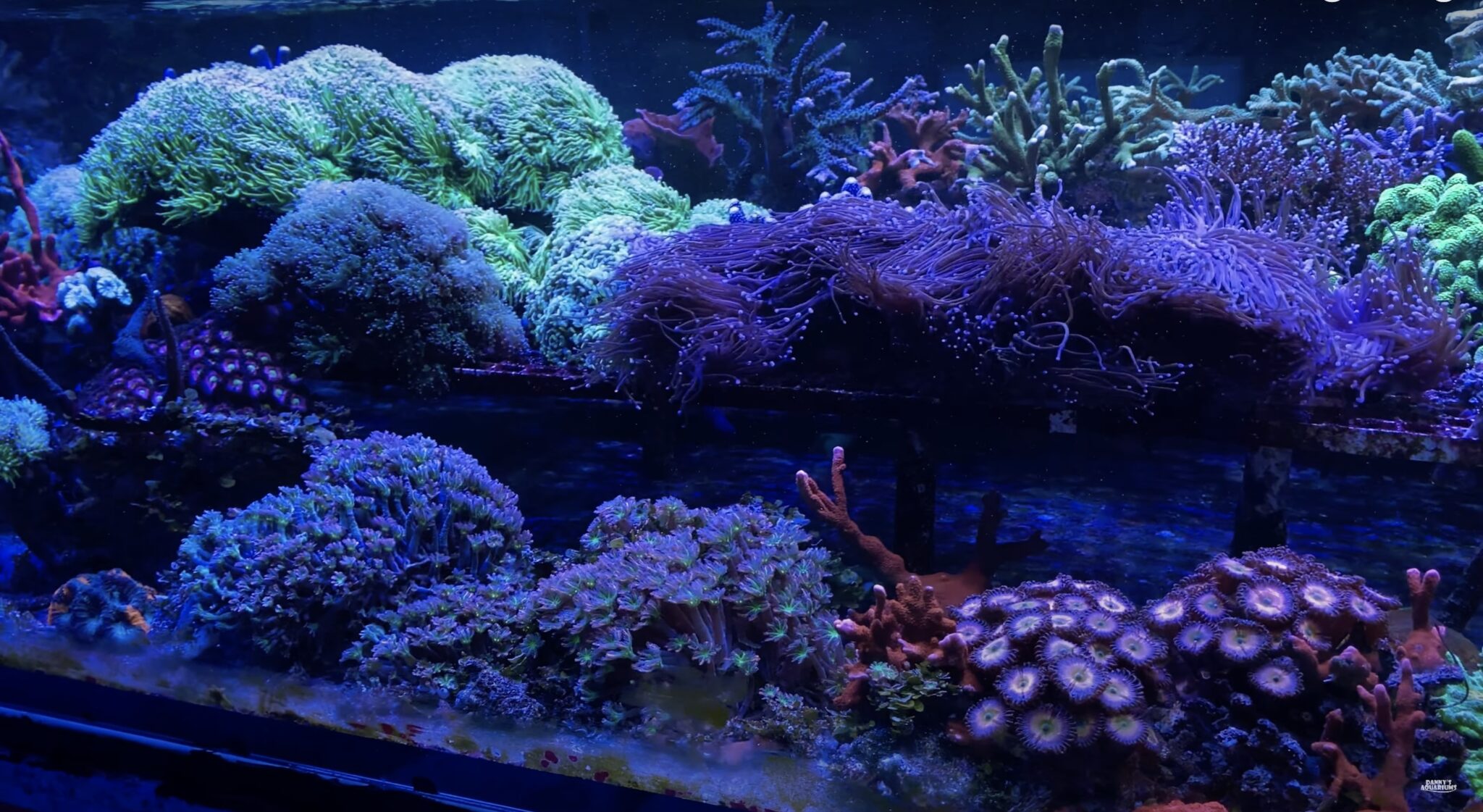 9-Year-Old SPS Reef Aquarium Thrives with Orphek Atlantik & OR3 LED Bars