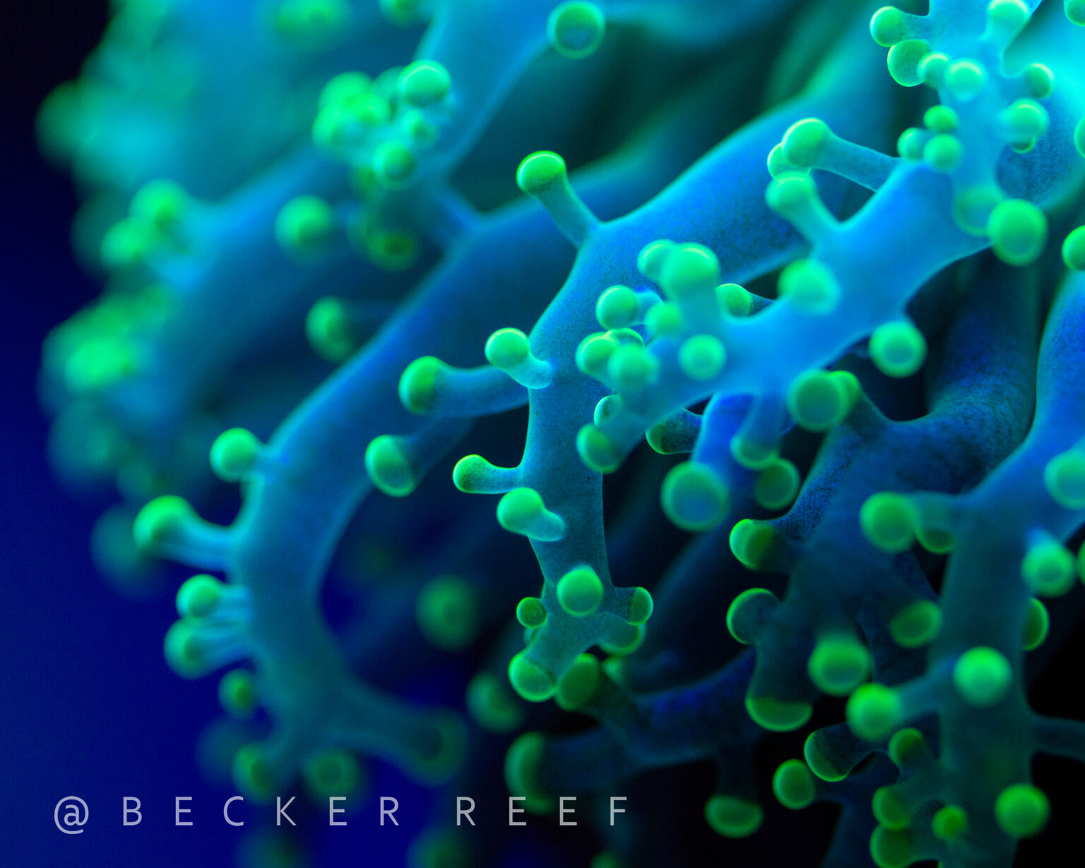 Orphek the best Coral Lens Kit: Explore a Stunning Photo Gallery