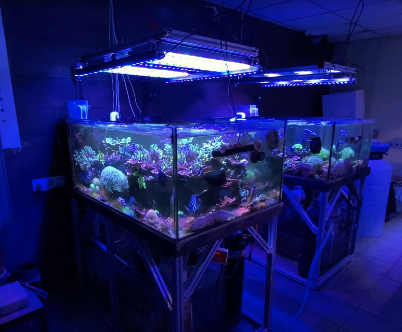 9-Year-Old SPS Reef Aquarium Thrives with Orphek Atlantik & OR3 LED Bars