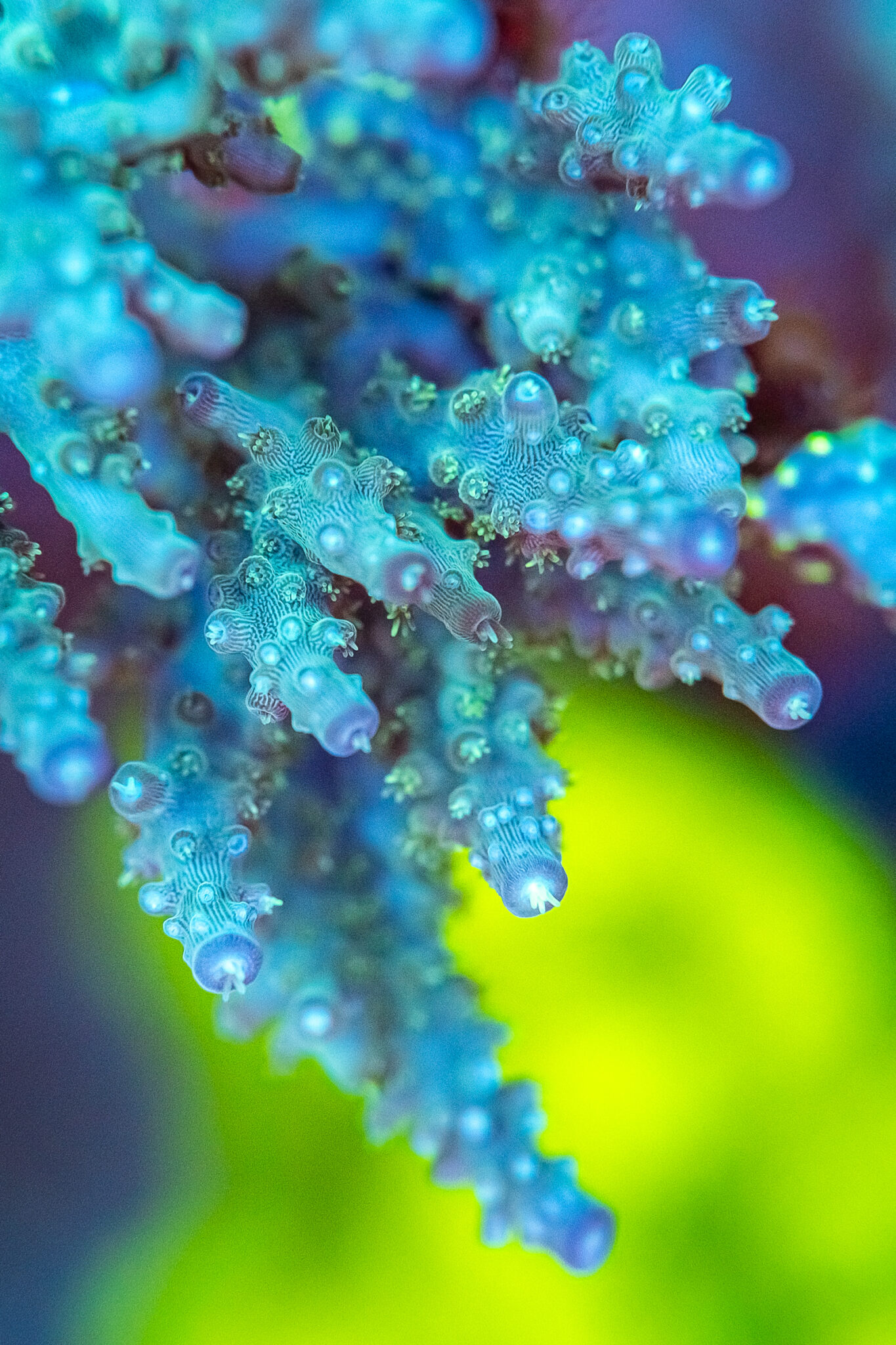 Reef Aquarium LED Light Photos gallery • Orphek