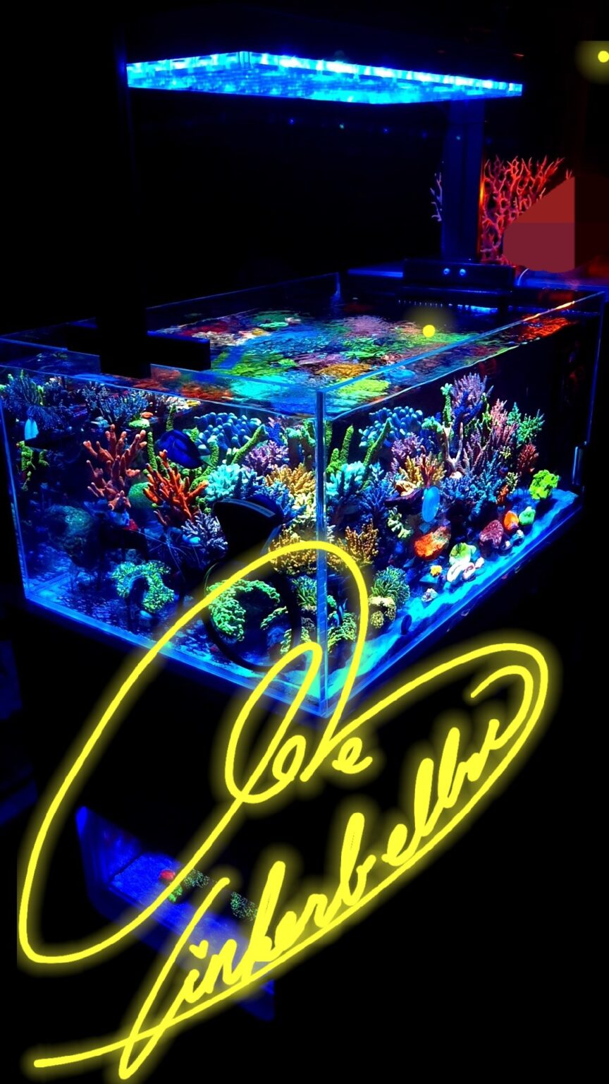 Stunning SPS Reef Aquarium by Korean Aquarist Lee Sujin: Illuminated by ...
