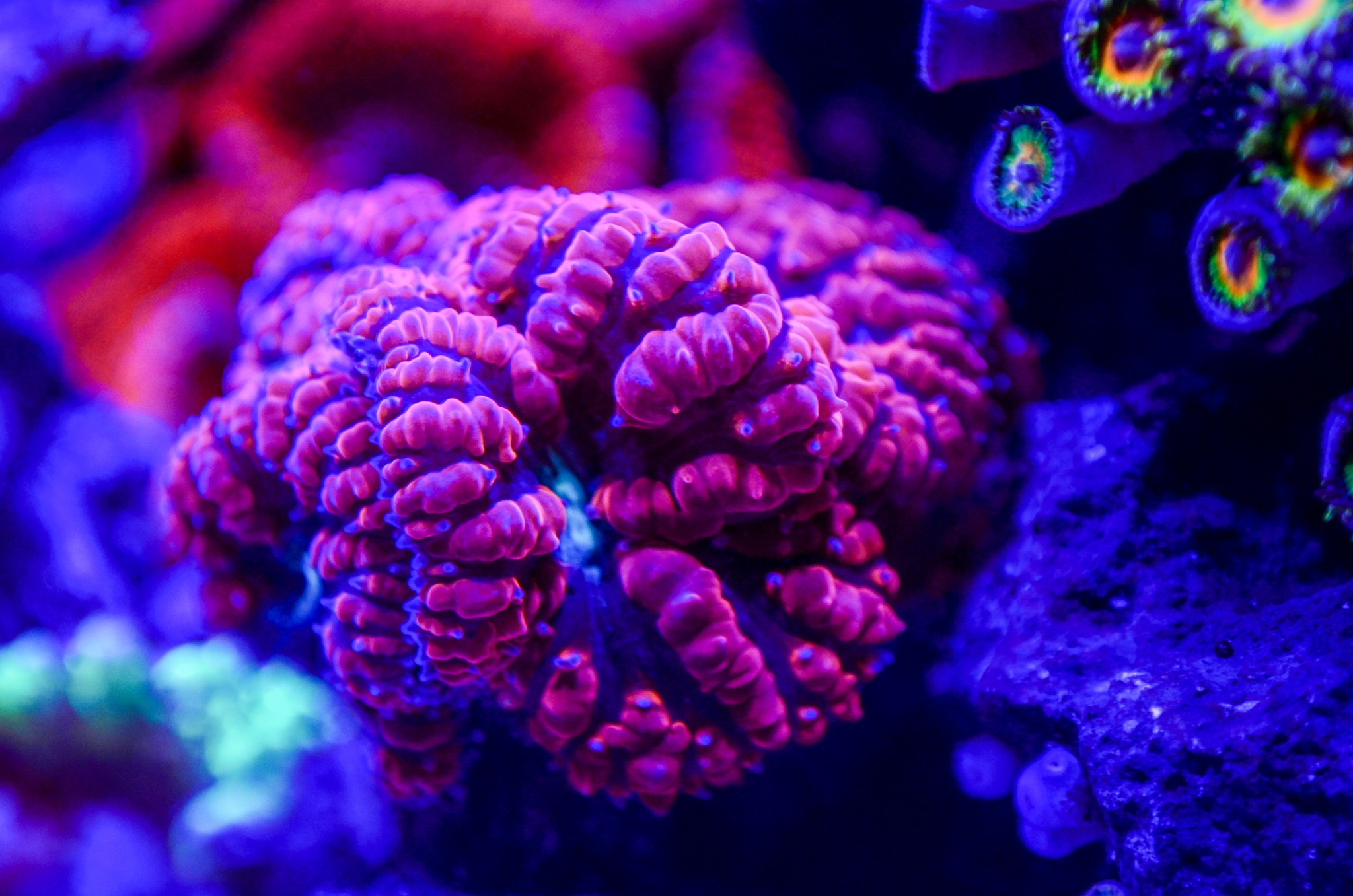 Orphek Omini 77mm Magnetic Lens Kit: Capture True Reef Colors and ...