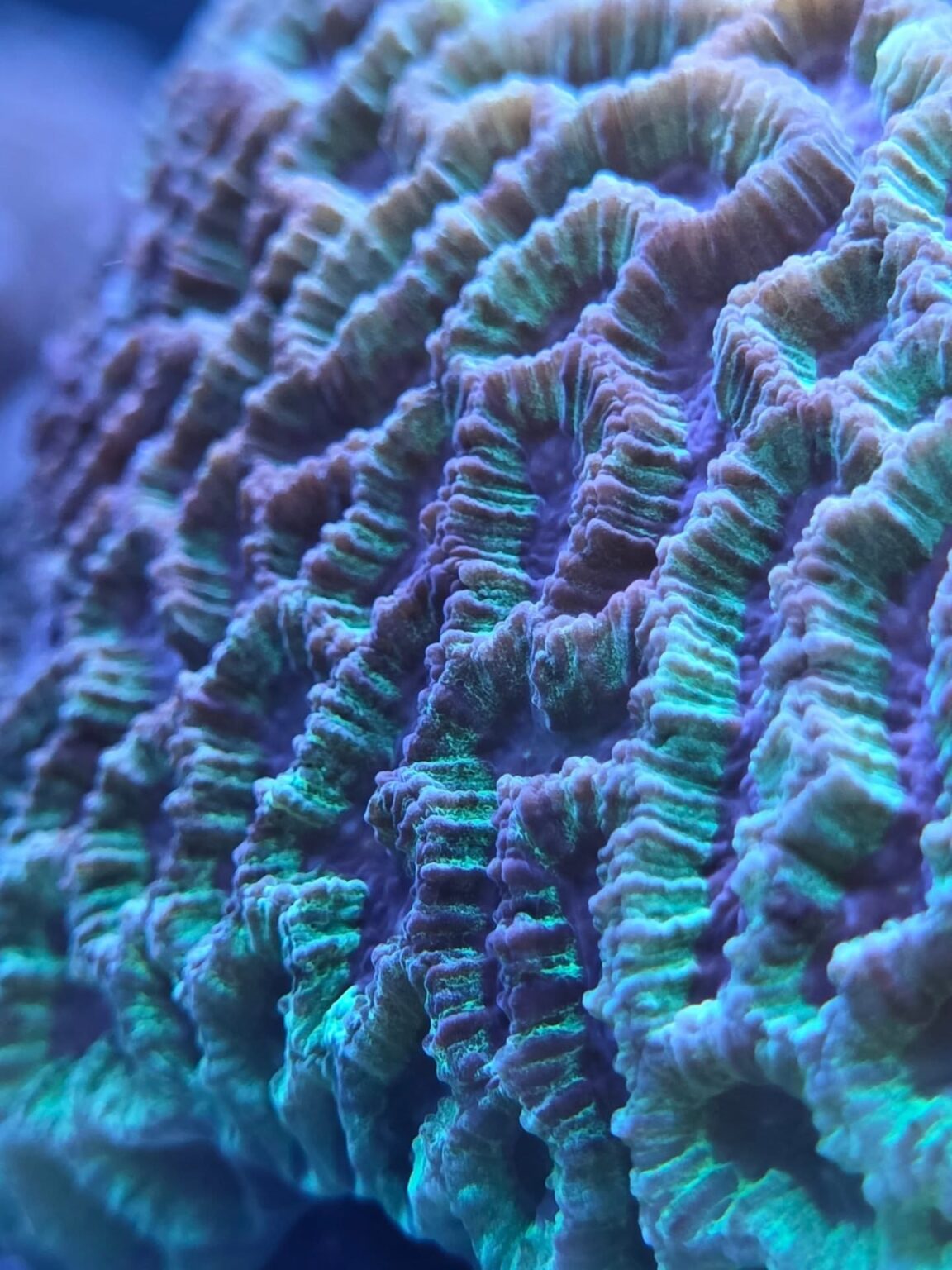 Orphek & Forever Reef Project: Lighting Coral Conservation •Orphek