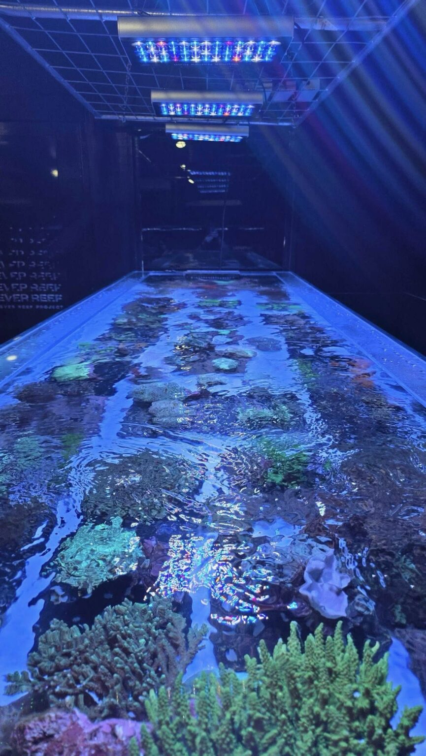 Orphek & Forever Reef Project: Lighting Coral Conservation •Orphek